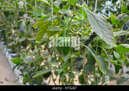 Capsicum (pepper) cultivation in a climate controlled greenhouse farm ...