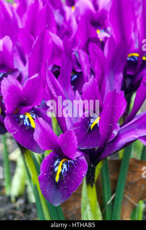 Iris reticulata early flowering dwarf iris Stock Photo - Alamy