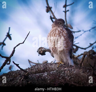 Cooper's Hawk :: Accipiter cooperii A male juvenile cooper's hawk after ...