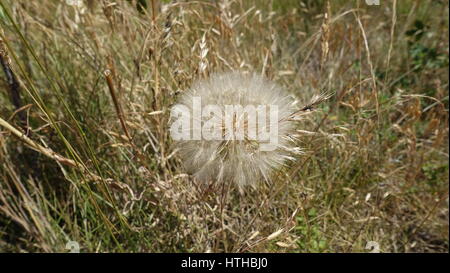 Dandelion In BC, Canada Stock Photo - Alamy