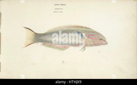 William Smyth labrus 2 Stock Photo - Alamy