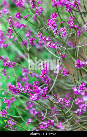 Daphne mezereum flower growing in forest Stock Photo - Alamy