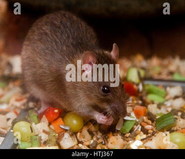 Brown rats, Rattus norvegicus, feeding at bird peanut feeder in early ...