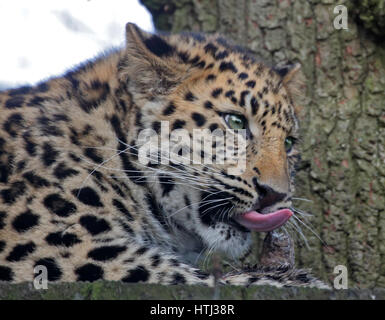 Juvenile Amur Leopard (Panthera pardus orientalis) "Kiska" and mother ...