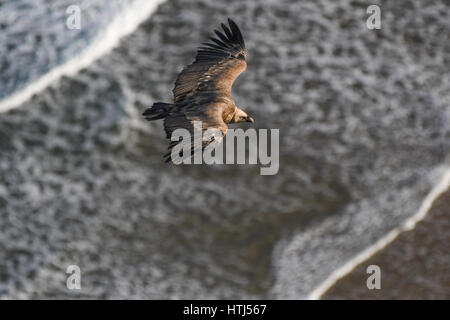 Exemplary of griffon vultures flying over the sea Stock Photo - Alamy
