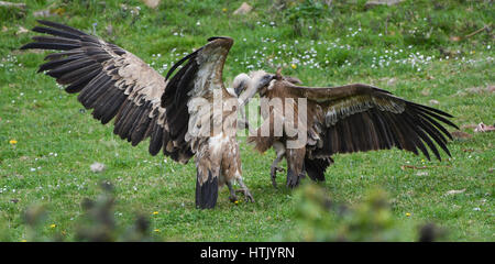 Griffon vultures devouring a corpse of sheep in Galdames Stock Photo ...