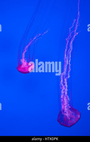 Exotic tropical fish at the Ripley's Aquarium of Canada on 21 December ...