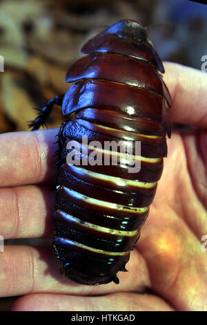 Giant burrowing cockroach, Rhinoceros cockroach (Macropanesthia ...