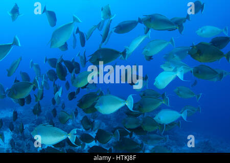 Fish elongated unicornfish (Naso lopezi) floating in the water column ...