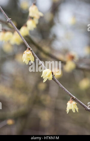 Chimonanthus praecox. Scented, waxy flowers of Wintersweet in January ...