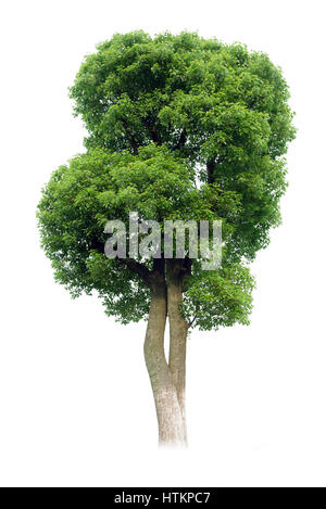camphor tree isolated Stock Photo - Alamy