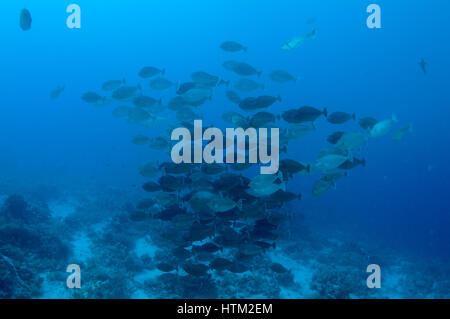 school of fish elongated unicornfish (Naso lopezi) on blue water ...