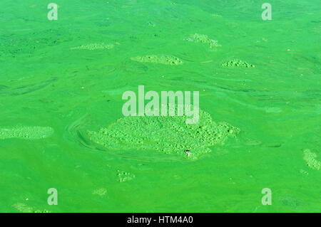 Algae polluted water Stock Photo - Alamy