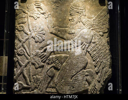 Assyrian Reliefs at the Vatican museum,winged genius kneeling front of ...