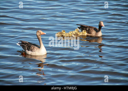 Mother and father duck with ducklings Stock Photo - Alamy