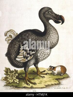 Dodo - Didus ineptus, extinct bird from Madagascar. From G. Edwards 'A ...