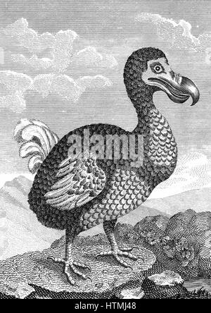 Dodo - Raphus cucullatus, formerly Didus ineptus - extinct flightless ...