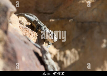 The Kashmir Rock Agama (Laudakia tuberculata) is a species of agamid ...