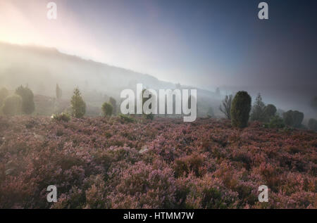 misty morning over hills with wildflowers Stock Photo - Alamy