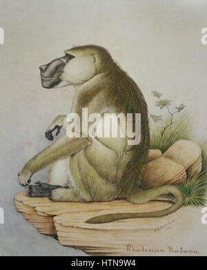 A very strong and intelligent primate, the Baboon Stock Photo - Alamy