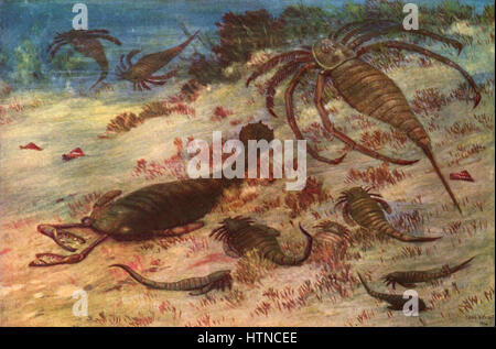 The Eurypterida of New York figure 6 Stock Photo - Alamy