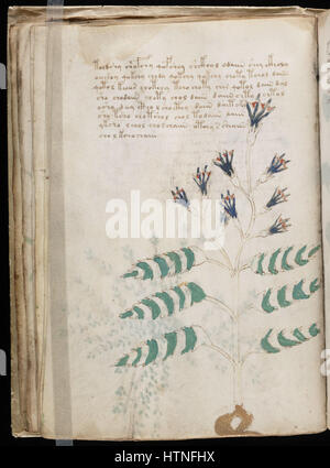 The Voynich Manuscript, a mysterious and undecoded text, features a mix ...