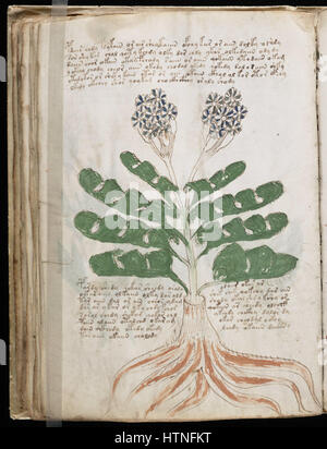 The Voynich Manuscript, an enigmatic text, features mysterious ...