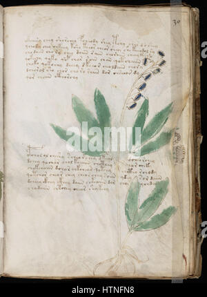 The Voynich Manuscript is a famous and mysterious text, filled with ...