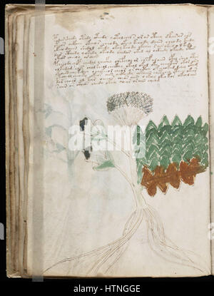 The Voynich Manuscript is an enigmatic and undecoded book featuring ...