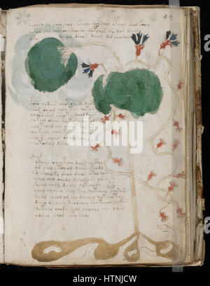The Voynich Manuscript, known for its mysterious script and ...