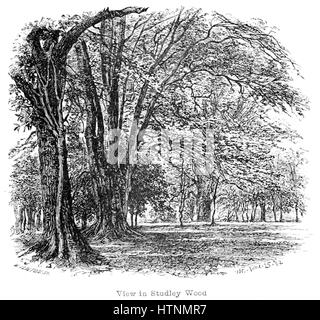 'The New Forest: Its History and Its Scenery' explores the rich history ...