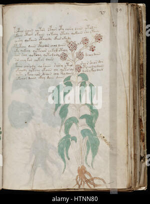 The Voynich Manuscript, known for its mysterious script and ...