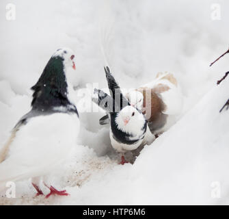 two doves in a fight Stock Photo - Alamy