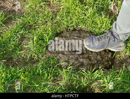woman stepping in cow manure Stock Photo - Alamy