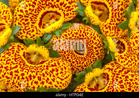 Calceolaria 'Dainty Yellow Spots' pocketbook plant, slipperwort Stock ...