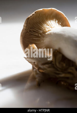 Still Life Macro Stock Photo - Alamy