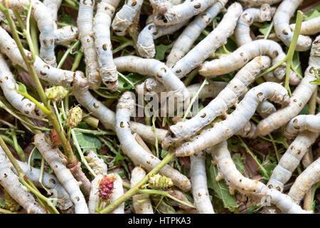 Bombyx Mori, Silkworm Moth Stock Photo - Alamy