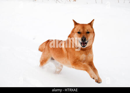 Medium brown Jindo dog Stock Photo - Alamy