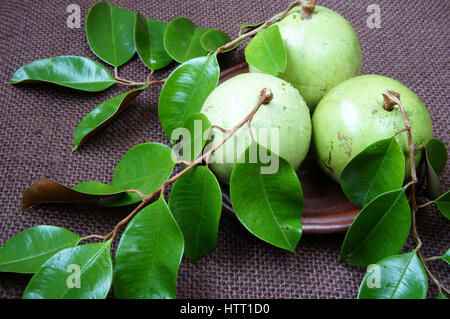 Vietnam fruit, milk fruit or star apple or Vu Sua, is special farm ...