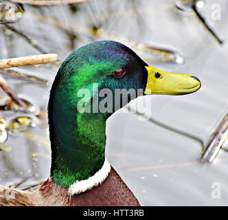 Drake, a Male duck with brown and white body feathers, green head ...