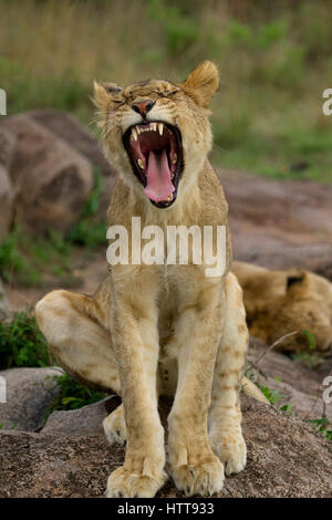 SIMBA ON PRIDE ROCK, THE LION KING, 1994 Stock Photo - Alamy
