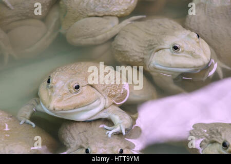 Frogs in the farm - Chinese edible frog, East asian bullfrog, Taiwanese ...