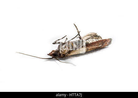 Brown dead cloth moth isolated on white background macro photography ...