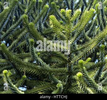 Monkey puzzle tree. Conifer Monkey Puzzle tree, Monkey Tail tree ...