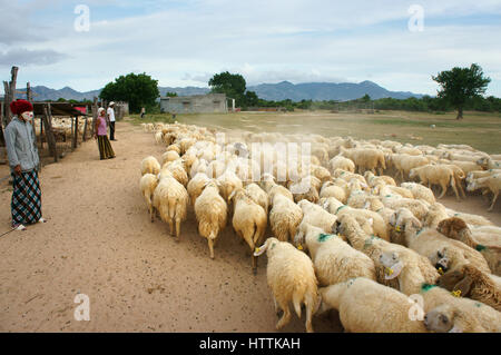 Phan Rang, Vietnam, Asian farmer with sheep breeding, Vietnamese people ...