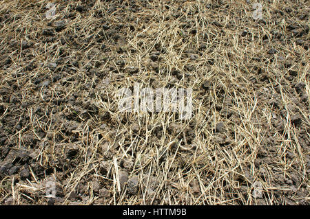 Dry rice field soil (paddy field Stock Photo - Alamy