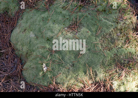Moss Musci on dead tree branch Stock Photo - Alamy