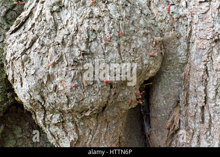 Bulging Tree Trunk Stock Photo - Alamy