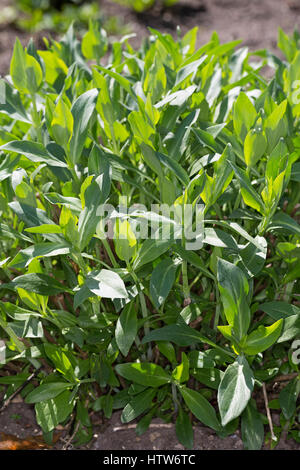 Centranthus Ruber Blatt