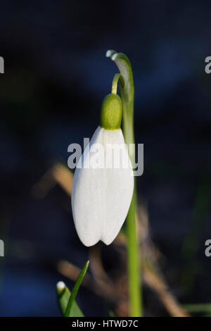 harbinger of spring Stock Photo - Alamy